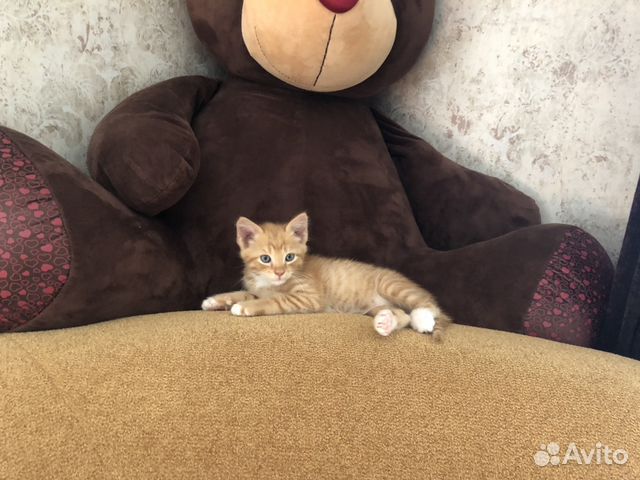 Котенок Джек