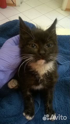 Маленький котик