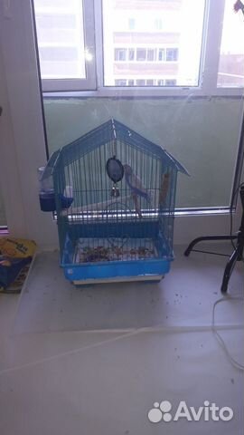 Попугайчик