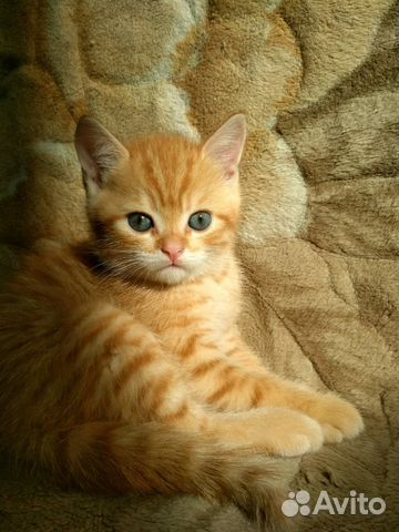 Шотландский мальчик