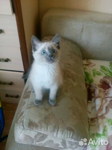 Котенок в добрые руки