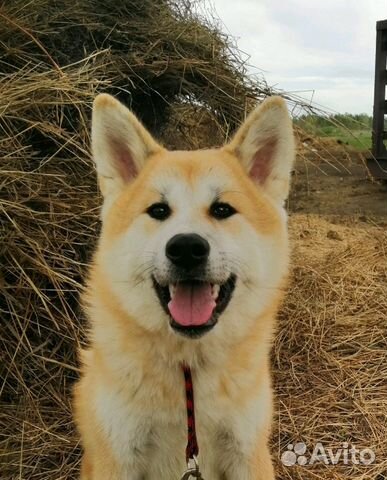 Японская Акита Ину "Зуми с Красного Яра"