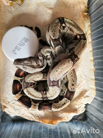 Обыкновенный удав