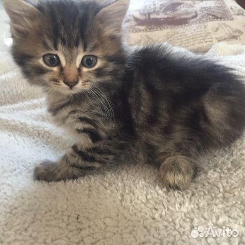 Продаются Котята породы шотландский Хайленд