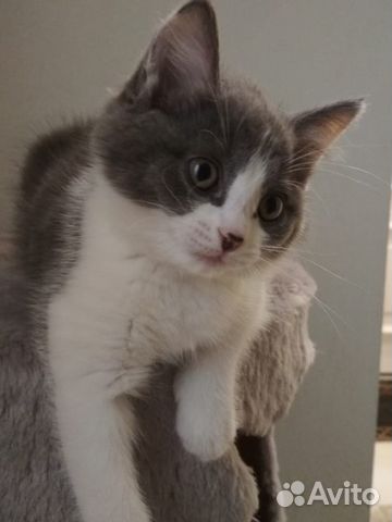 Отдам котят в хорошие руки