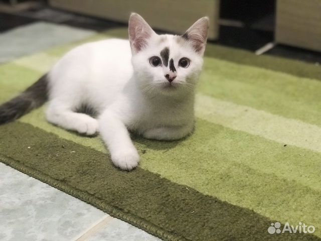 Котёнок
