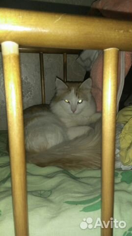 От дам Кота в добрые руки