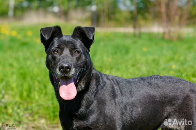 Ласковая Роуз для людей с добрым сердцем