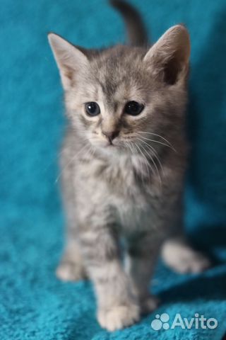 Девочки котята в добрые руки