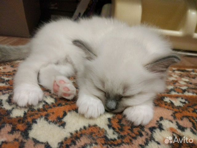 Котята породы Священная Бирма