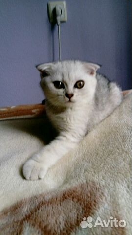 Шотландские вислоушки