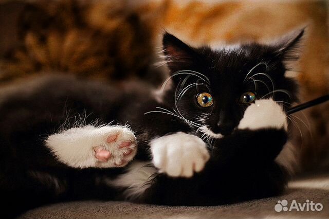 Котёнок (девочка) с домиком