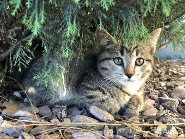 Две девочки тигрового окраса