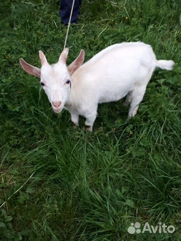 Продаётся зааненский козленок