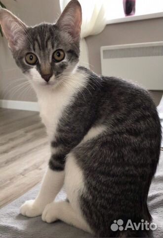 Котенок очаровашка