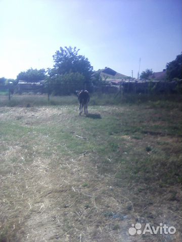 Продам бычков