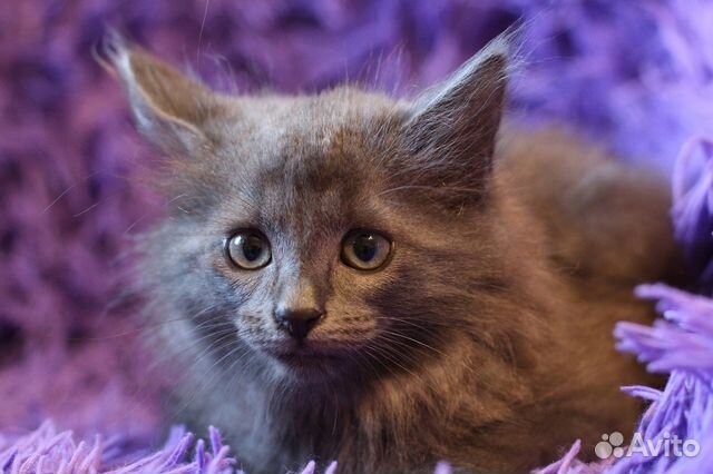 Котенок Сьюзи ищет дом