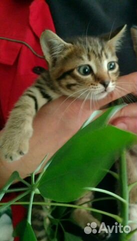 Котята (крысыловы, мышиловы )