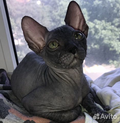 Племенной кот 2 месяца