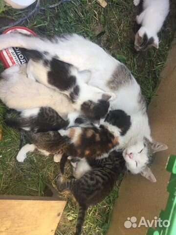 Котята в добрые руки