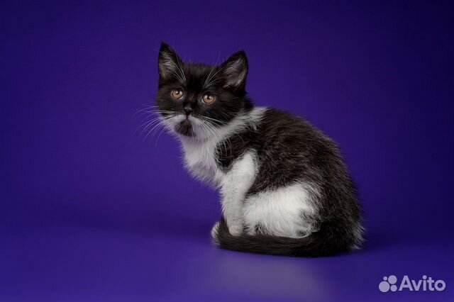 Персидский котенок. Принцесса Азия