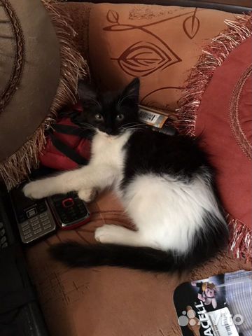 Котенок