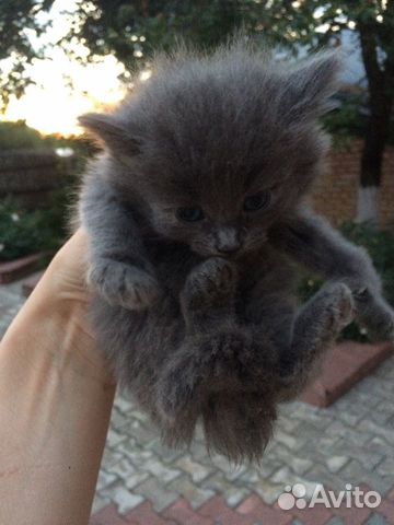Котята в дар