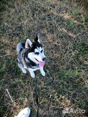 Отдам в добрые ответственные руки суку хаски 7 мес