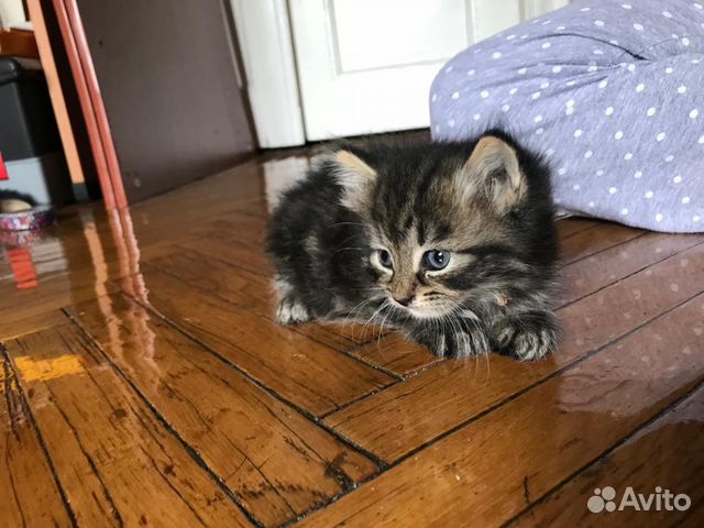 Котята ласковые и дружелюбные