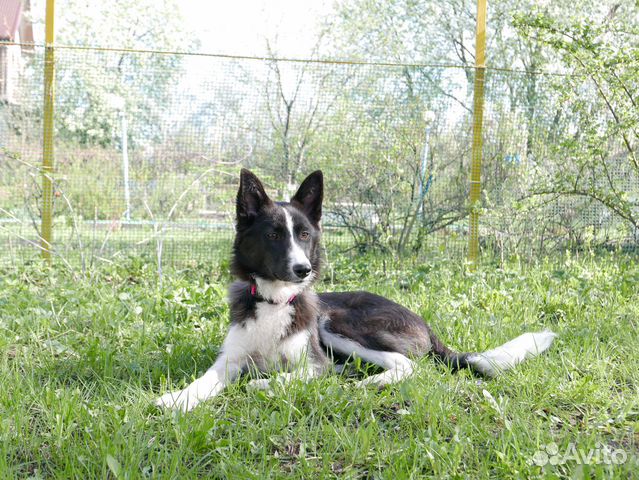 Молодая собачка Жуча в добрые руки