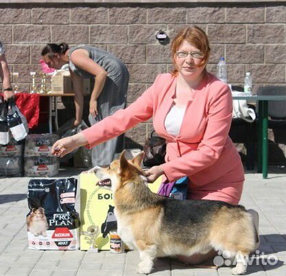 Вязка вельш корги пемброк