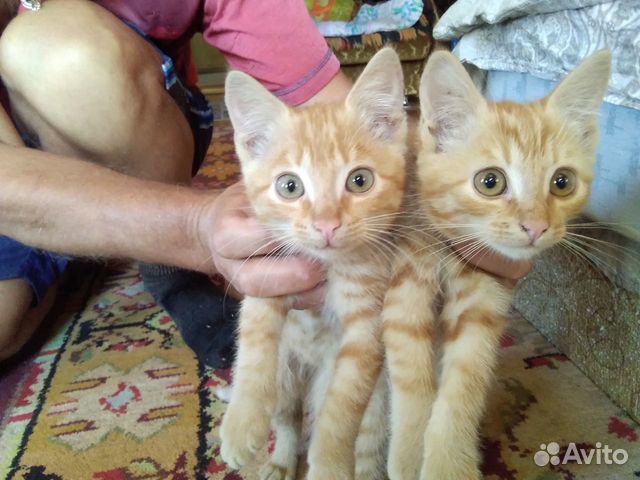 Котики крысоловы