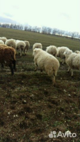 Матки. Овцы