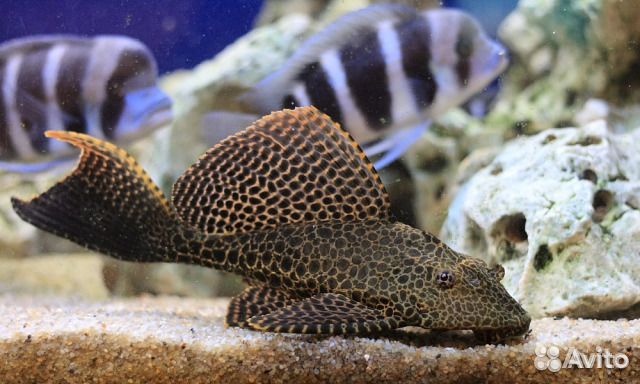 Сом Парчовый Птеригоплихт
