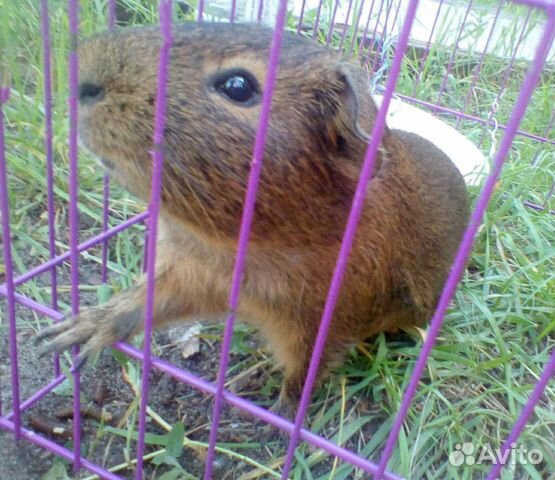 Морская свинка