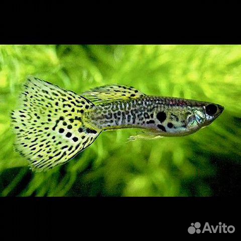 Рыбки гуппи бесплатно