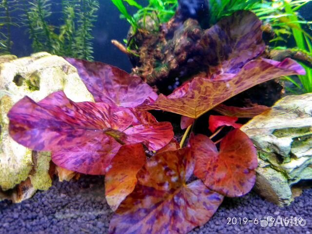 Нимфея,гиграфила пинатифида и Криптокарина