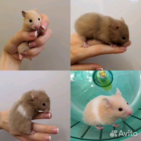 Сирийский хомяк