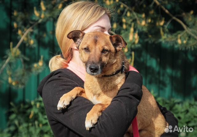 Милый Фантик 3 года 30 см 6-7 кг