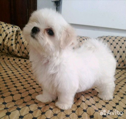 Девчонка мальтезе