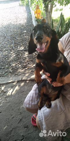 Такса девочка