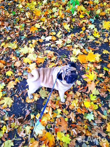 Отдам в хорошие добрые руки мопса по кличке Бакс