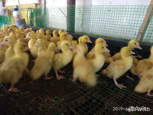 Муллард и не только