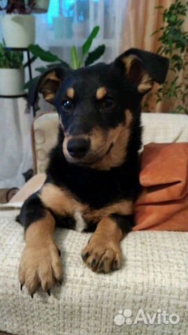 Собачка маленкая