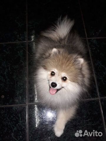 Немецкий Шпиц Мальчик Волчонок