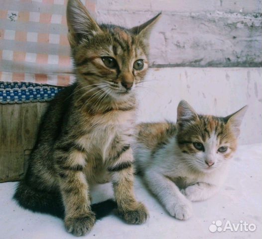 Котята