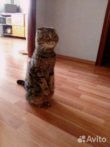 Вислоухий шатландец