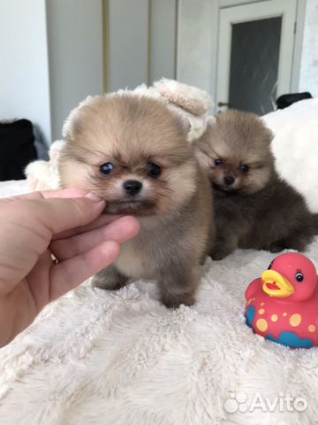 Щенки шпица