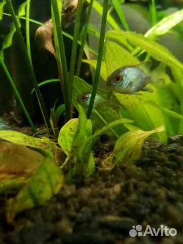 Нанакара блю неон