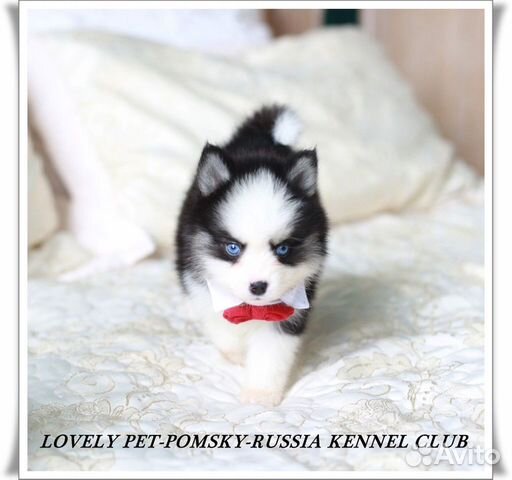 Помски Лавли Пэт